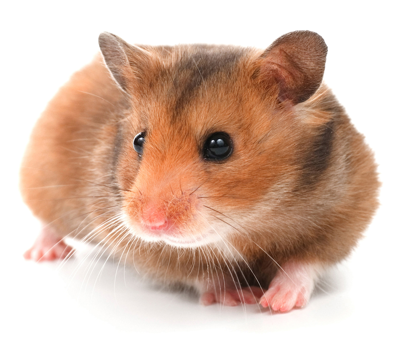 Producción de Animales de Laboratorio – Diagnóstico Veterinario